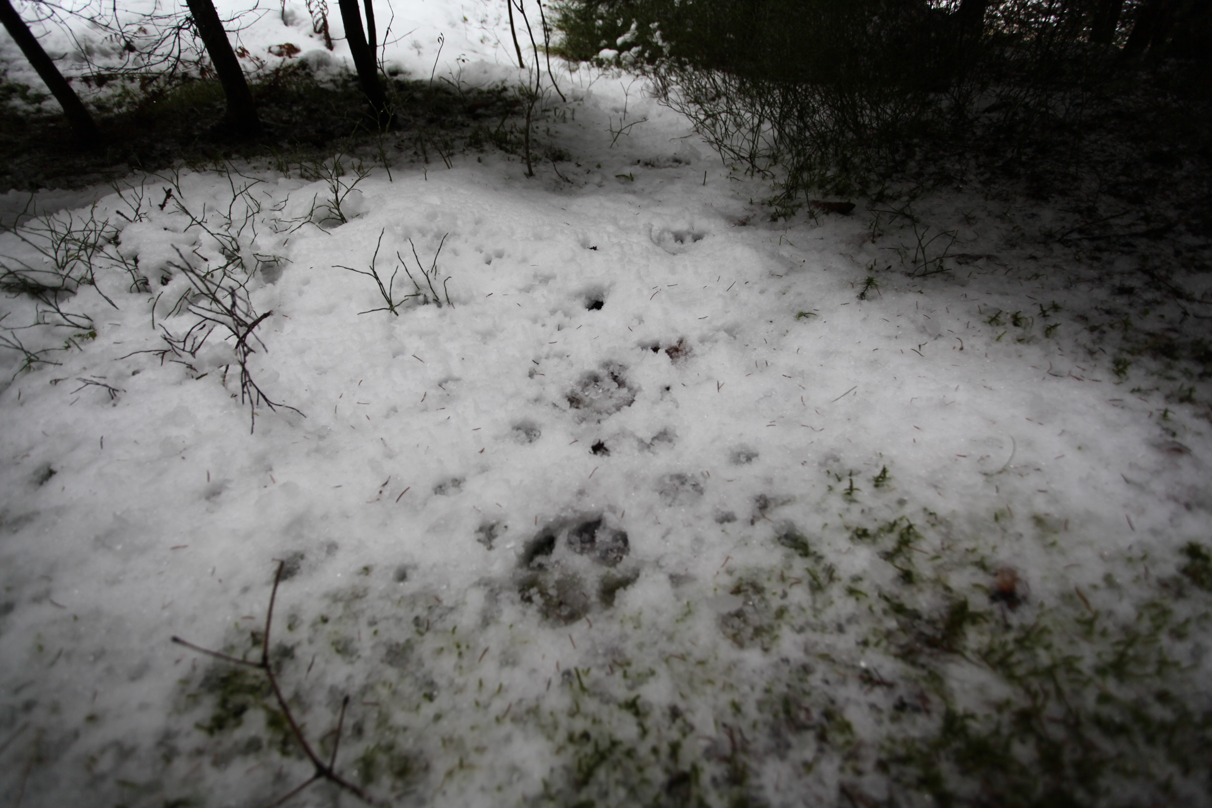 Slovenský vlk uniká vyhubeniu: Stopovali sme svorku na love (+videá ...