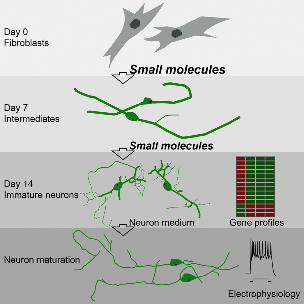Premenili bunky pokožky na neuróny — Denník N