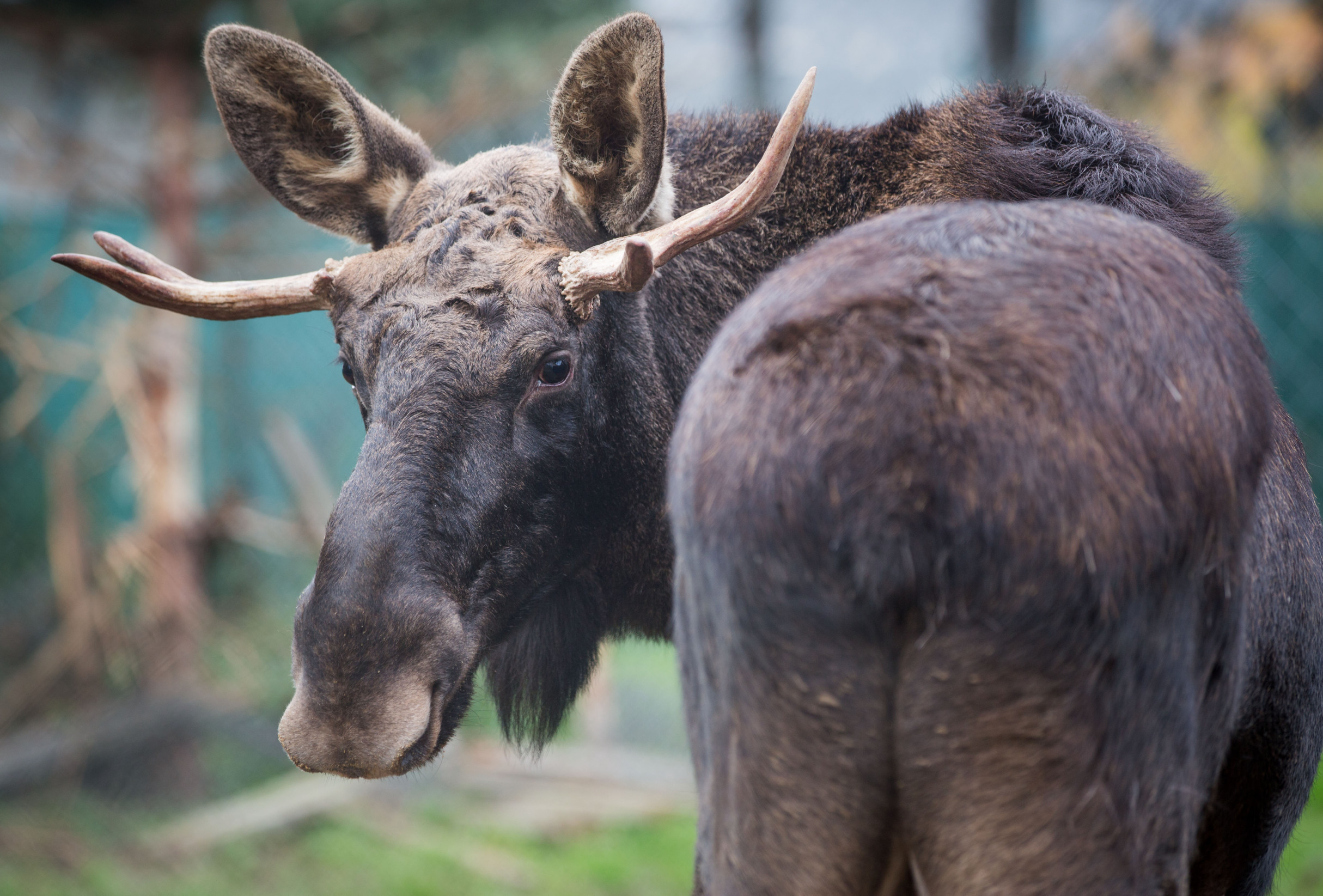 Losy sme u nás pred stáročiami vyhubili, teraz sa vracajú — Denník N