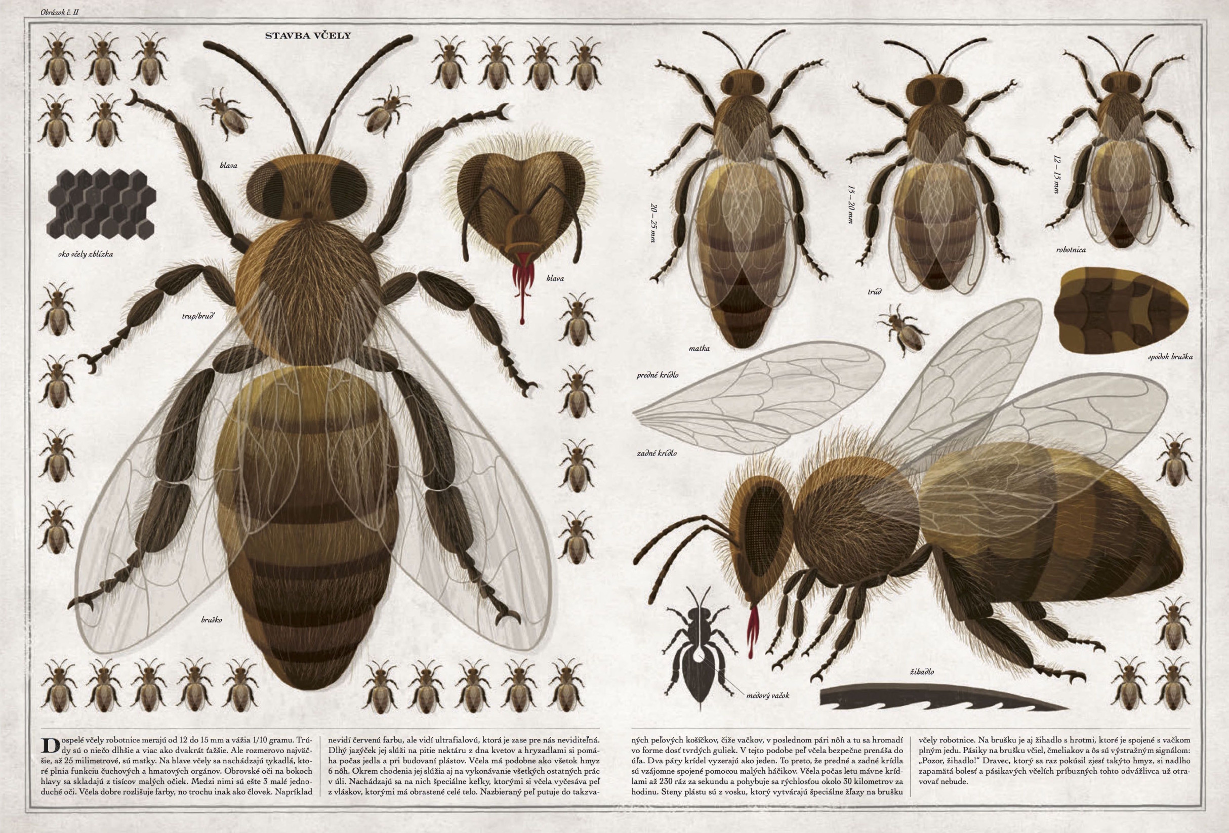 5 najkrajších kníh o včelách nielen pre deti