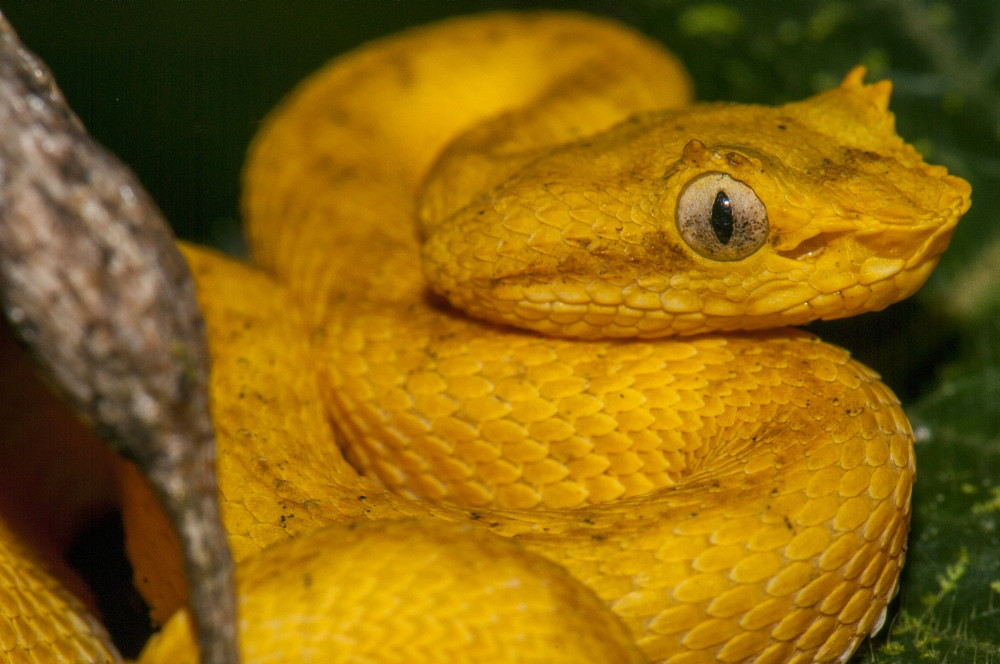 Hady sú najdokonalejšie predátory na svete, vraví zoológ, ktorý objavil ...