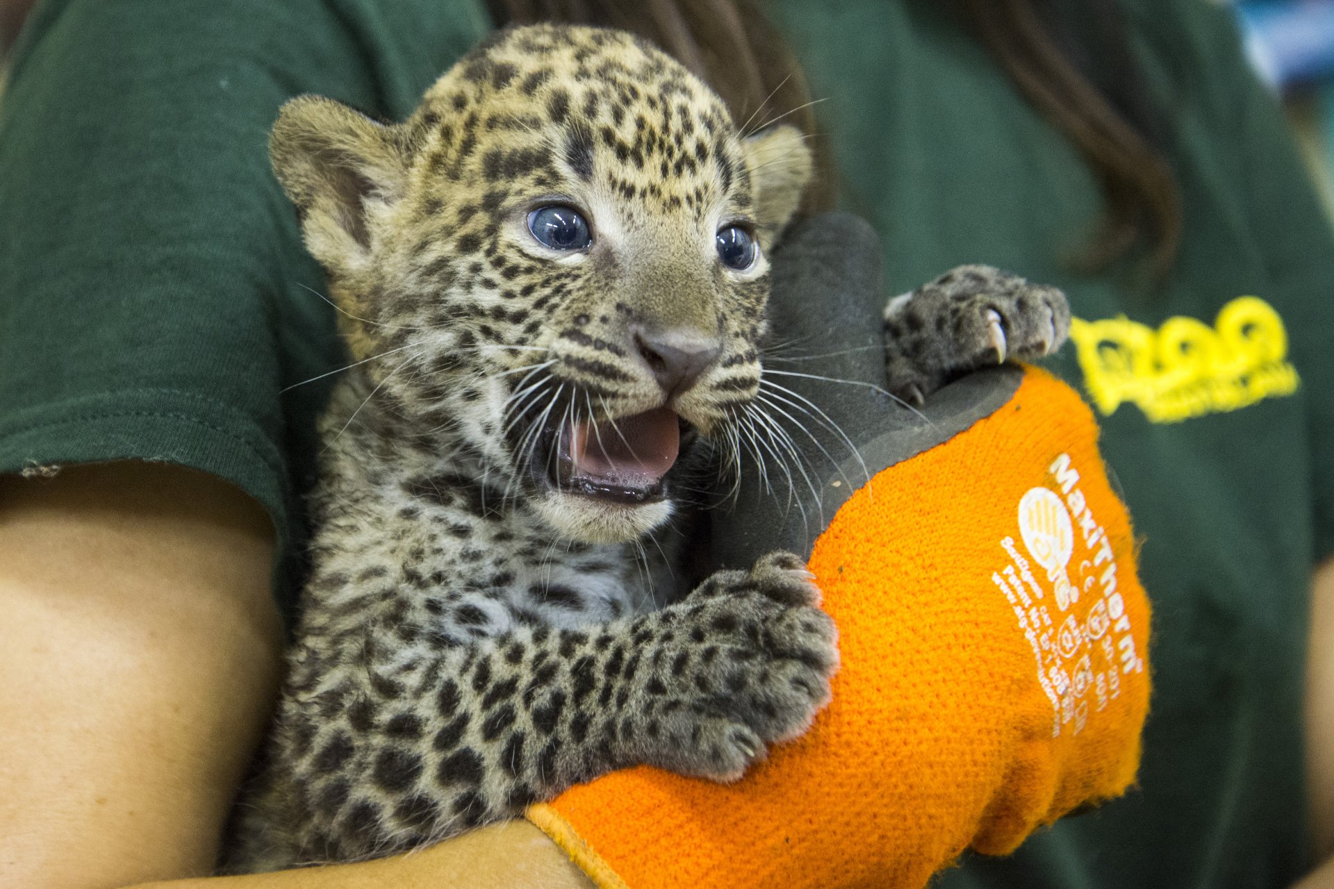 V bratislavskej zoo predstavili mláďa ohrozeného leoparda cejlónskeho