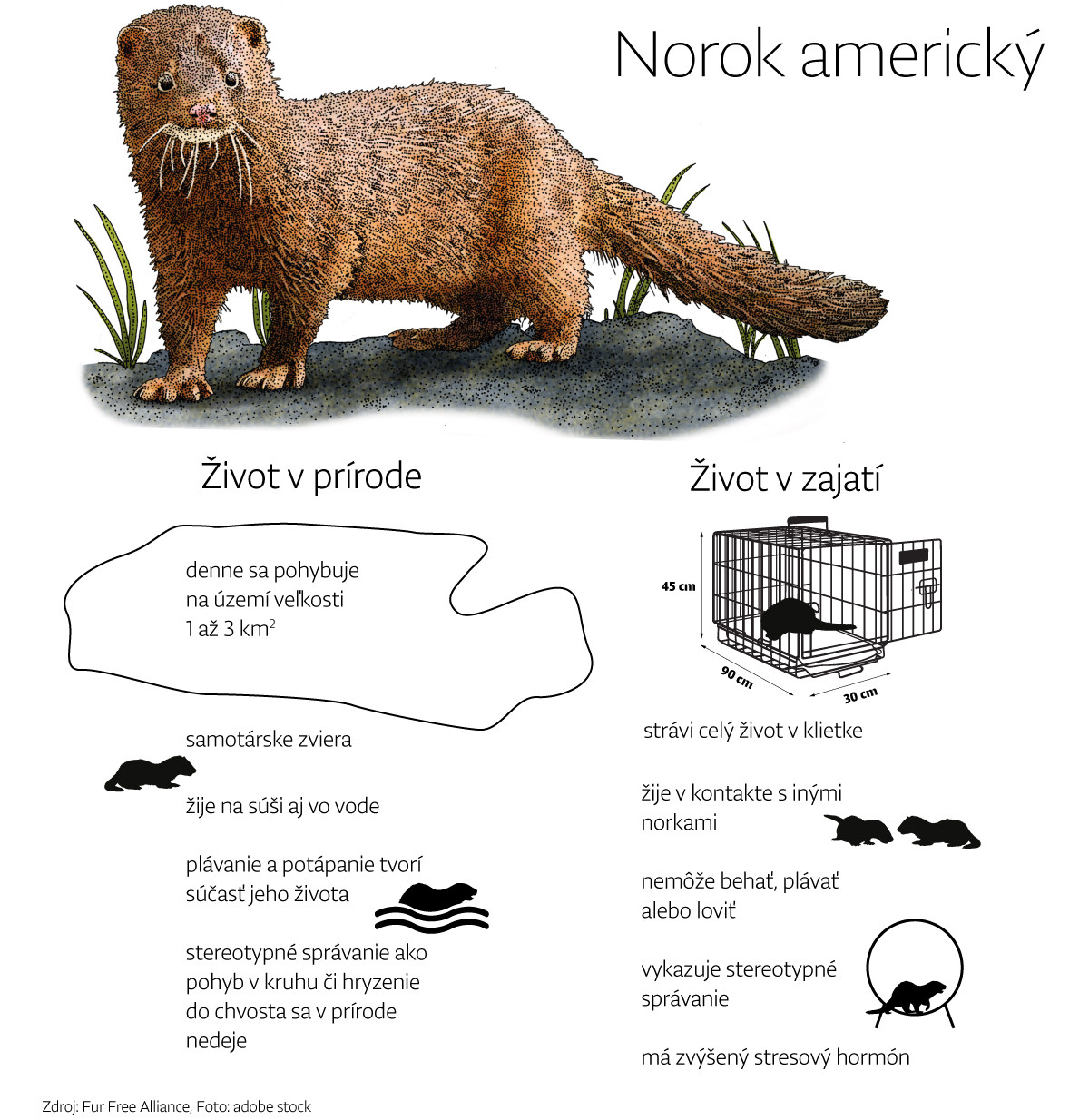 Norok americký žije aj na Slovensku – na farme v tesných klietkach v ...