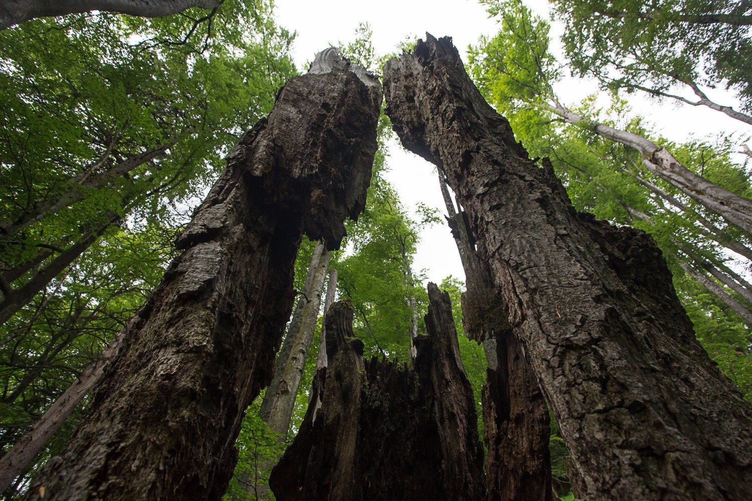 Mladý vedec a fotograf dostal slovenský prales na titulku Nature k ...