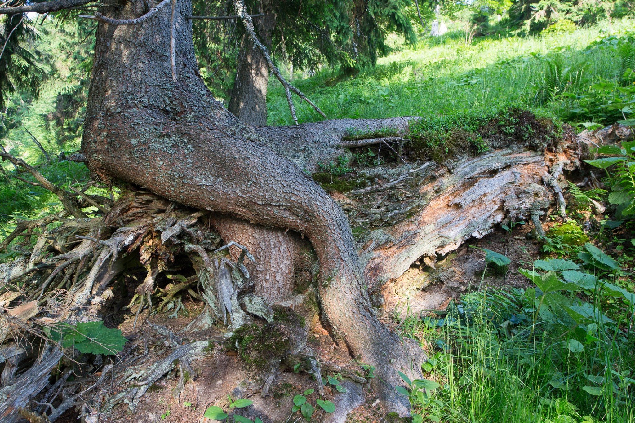 Mladý vedec a fotograf dostal slovenský prales na titulku Nature k ...