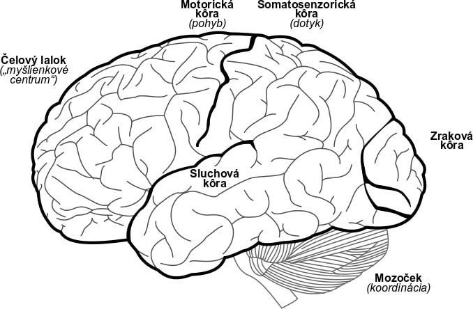 Neurovedec: Nahrať vedomie do počítača sa nikdy nepodarí — Denník N