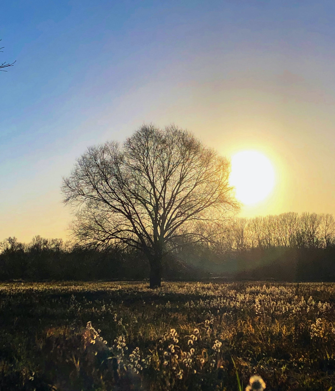 Blog N: Prečítané leto 2020: o stromoch — Denník N