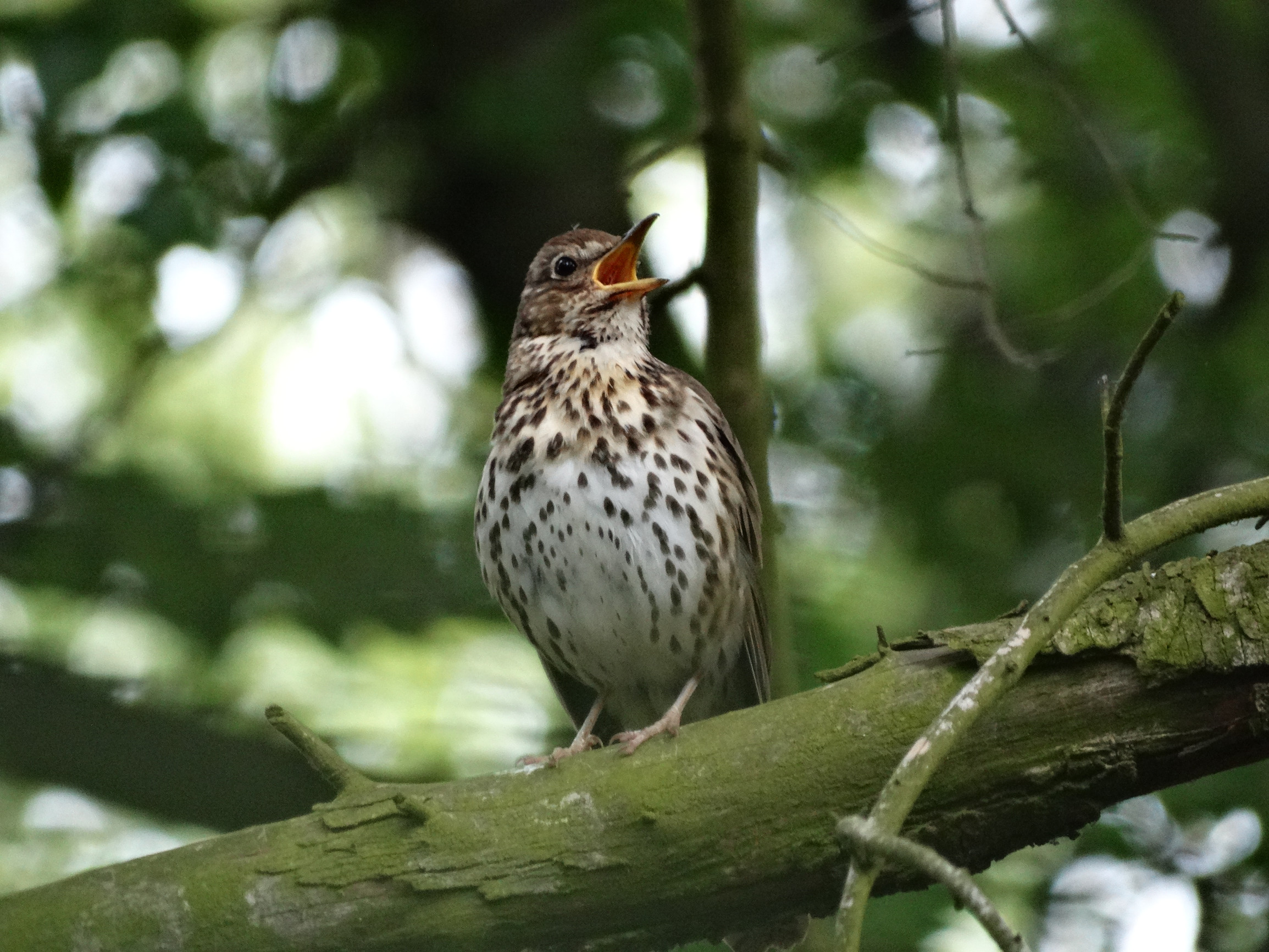 Ako dekódovať spev vtákov