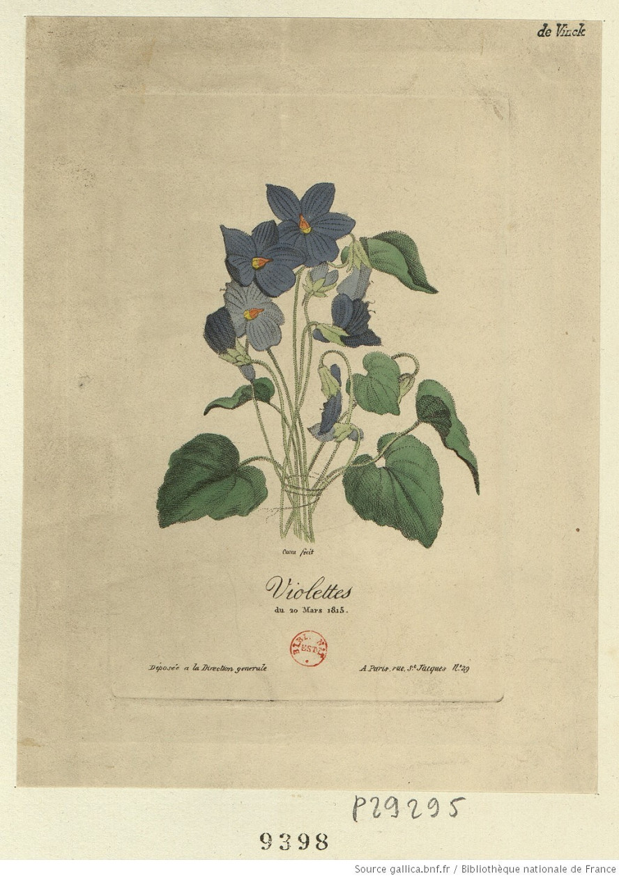 Blog N: Nájdete Napoleona s rodinou ukrytého v kytičke fialiek? — Denník N