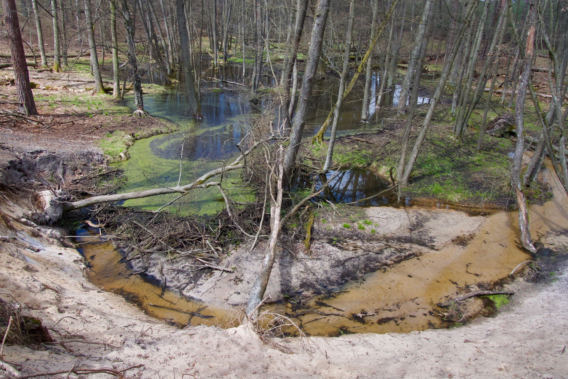 Rudava je poslednou nížinnou divou riekou. Zachránilo ju, že tečie cez ...