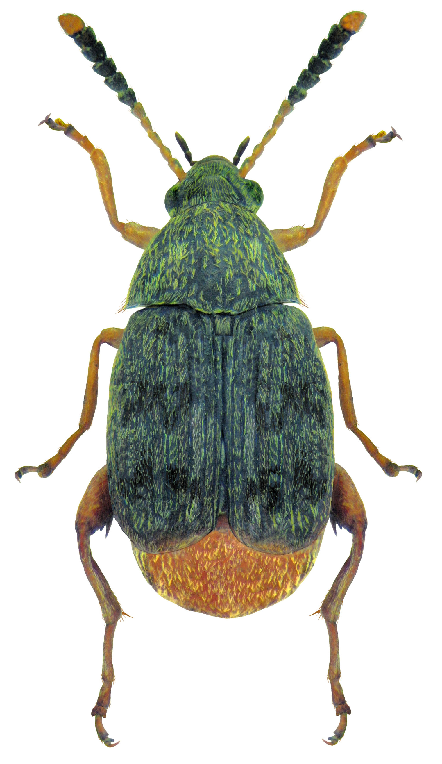 Blog N: Safari v byte (3. diel: Špajza) — Denník N