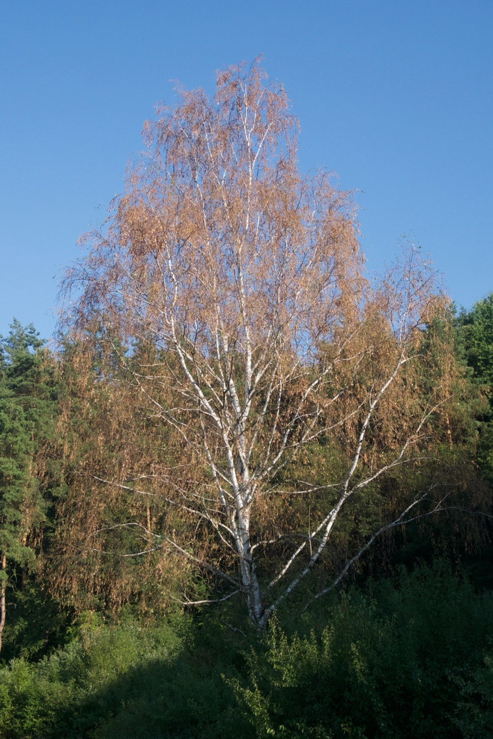 Stromy v strese zhadzovali ešte zelené listy. Lesy po dvoch rokoch ...