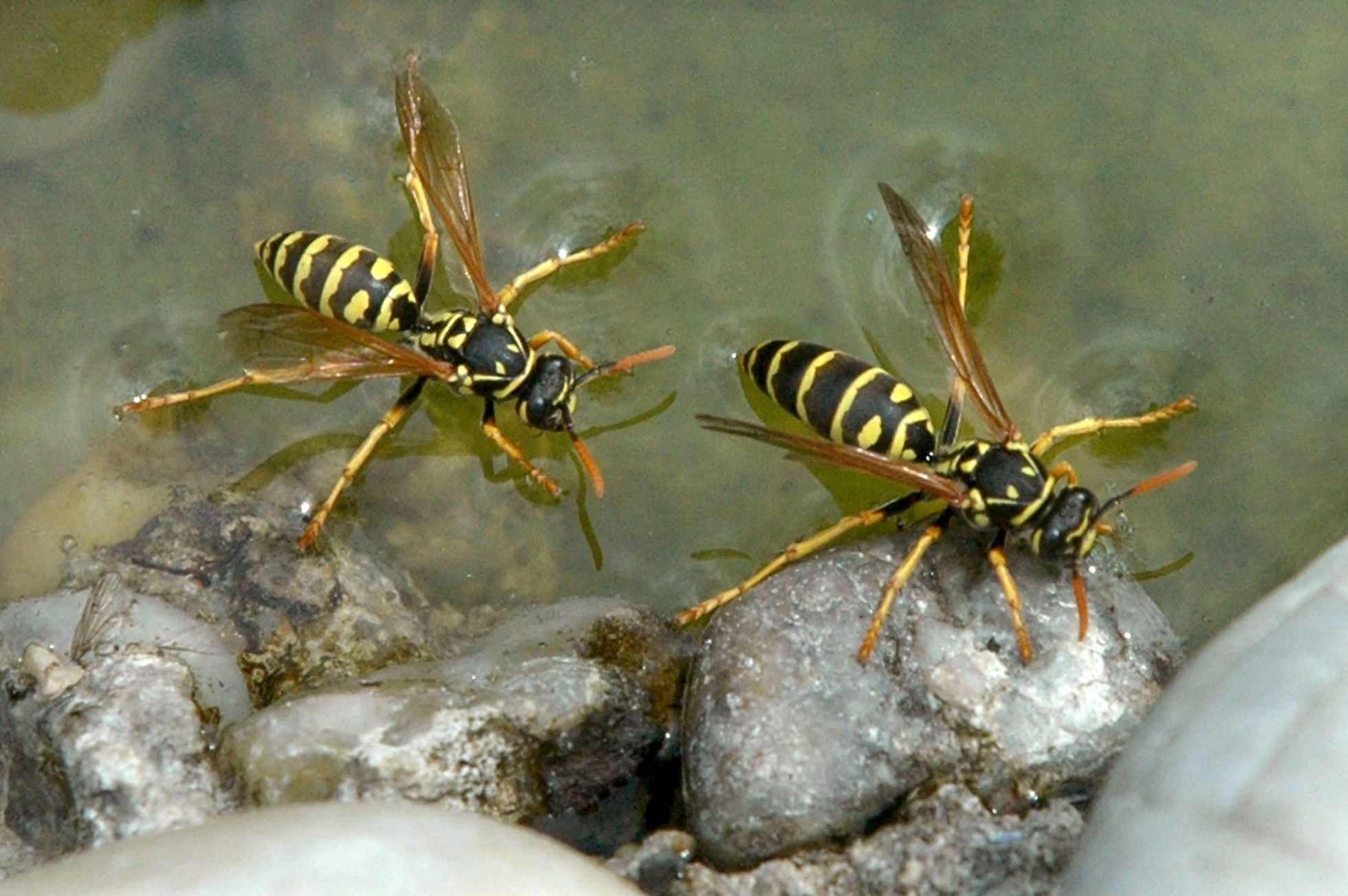 Riziko alergie stúpa, ak vás osa či včela bodne viackrát za sezónu ...