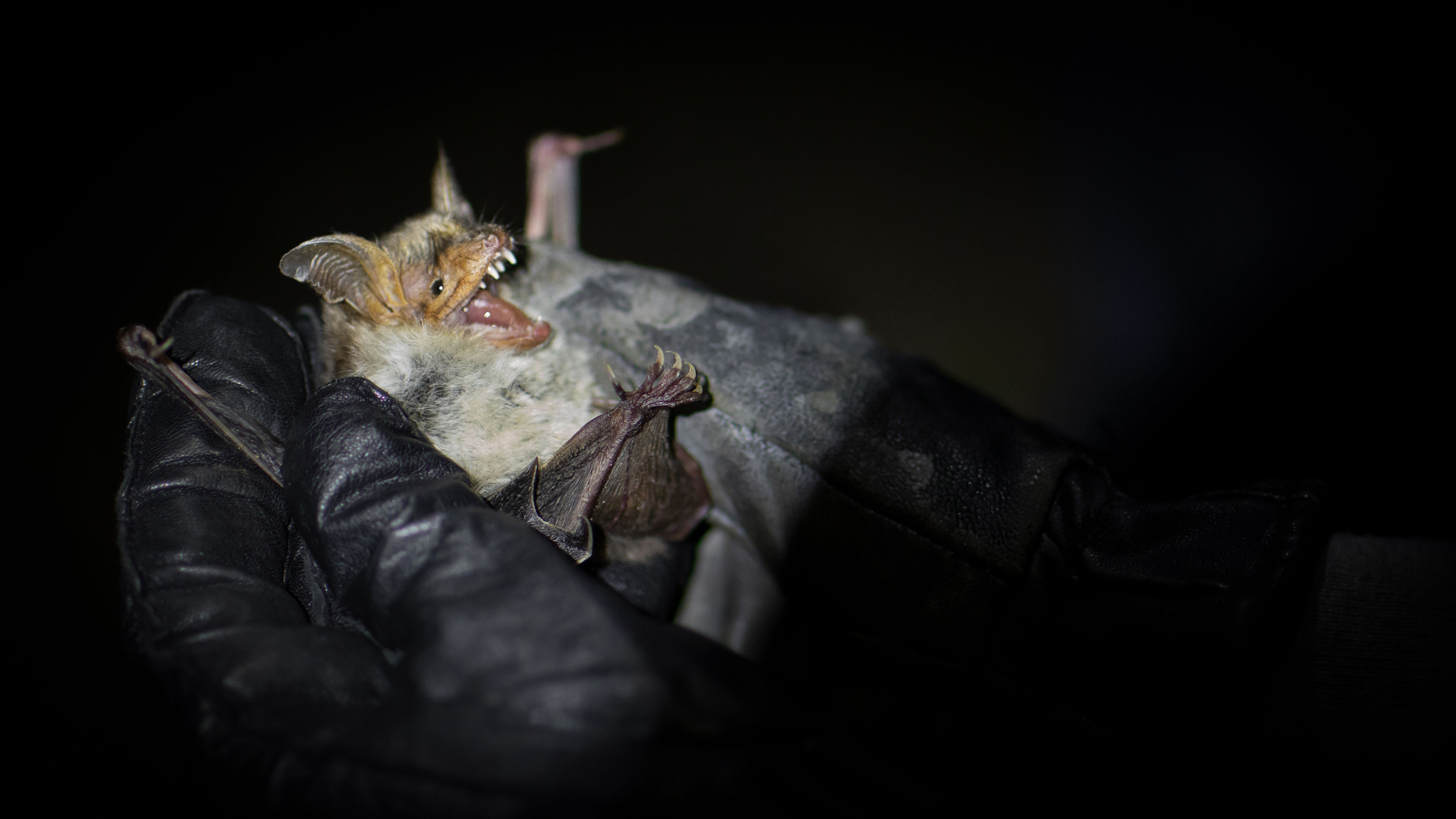 Blog N: Ako znie netopierí ultrazvuk? — Denník N