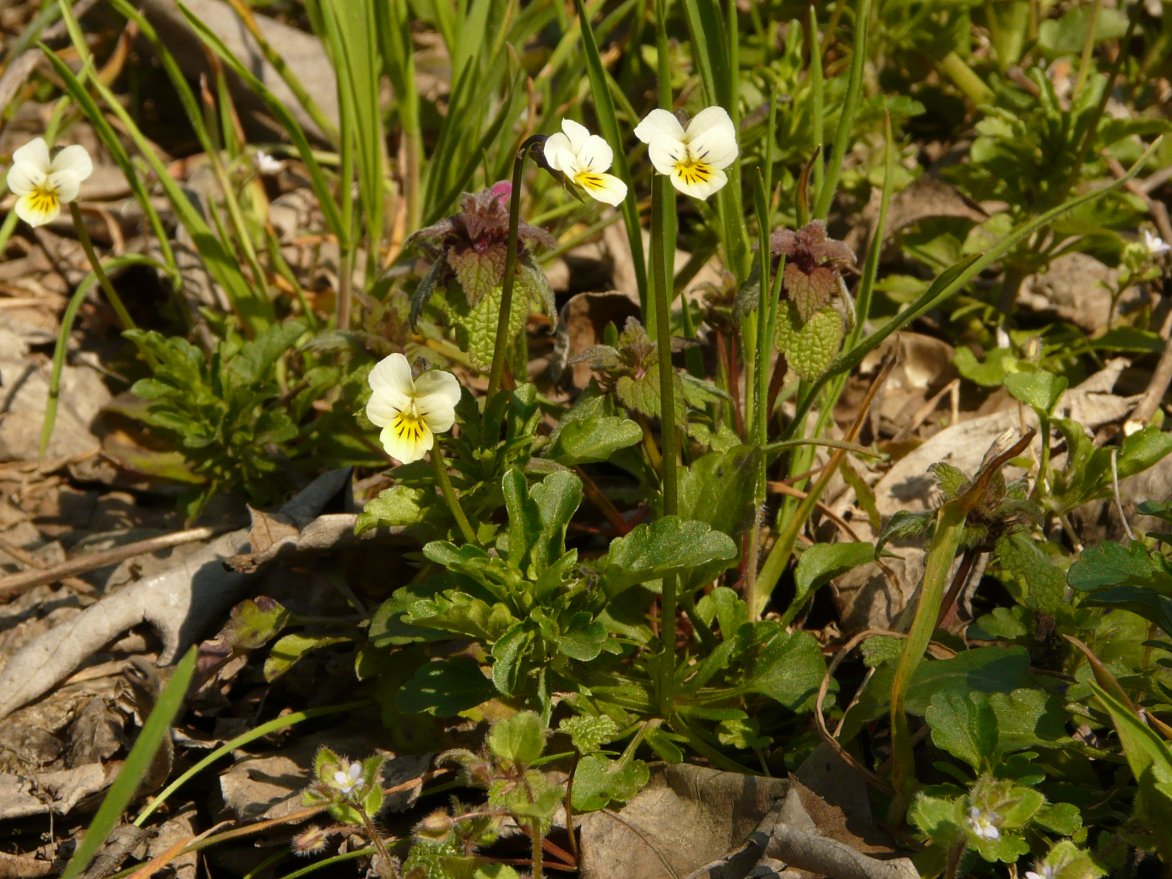 Ako rastliny reagujú na vymieranie opeľovačov? Fialky produkujú menej ...