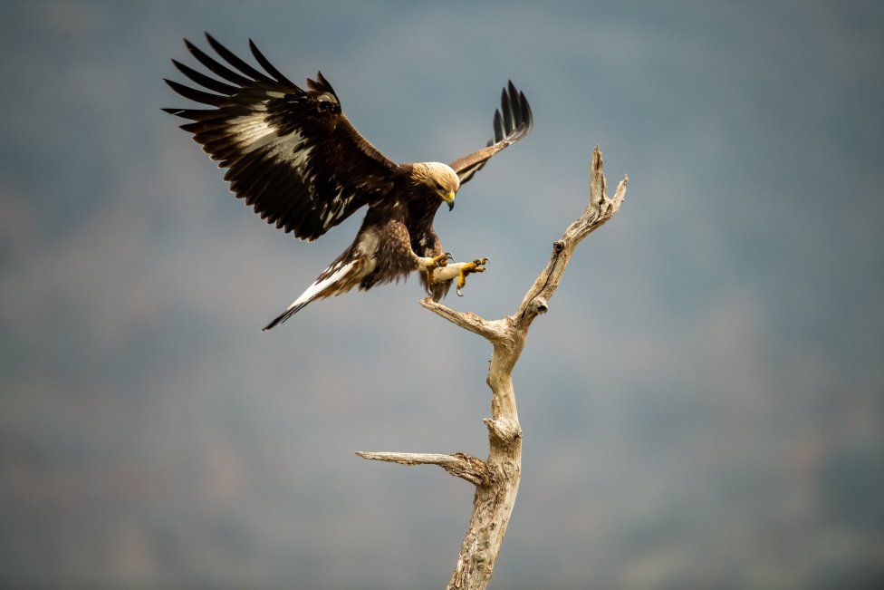 Orol skalný je pri love rýchlejší ako autá na diaľnici, opisuje ...