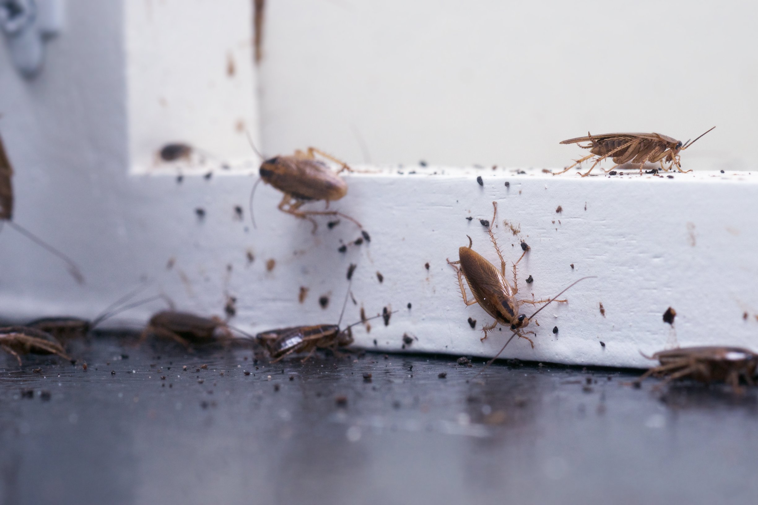 Ako rus domový dobyl svet? Výhodou švába je rezistencia na insekticídy ...