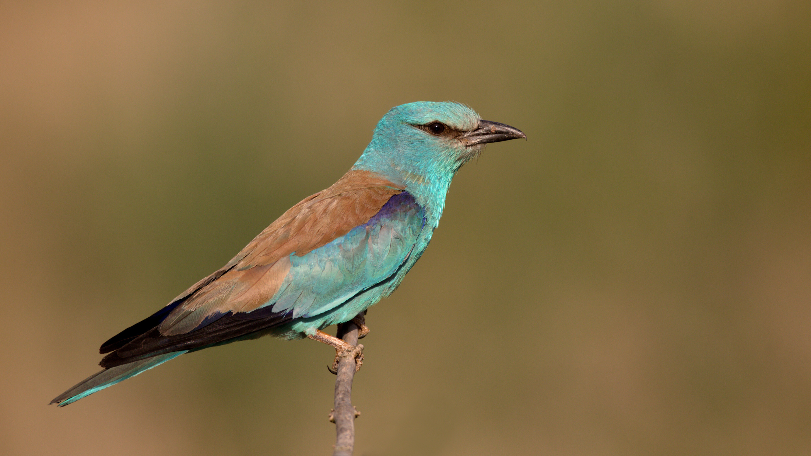 Vtákom tohto roka je krakľa belasá, výrazne modro sfarbený vták ...
