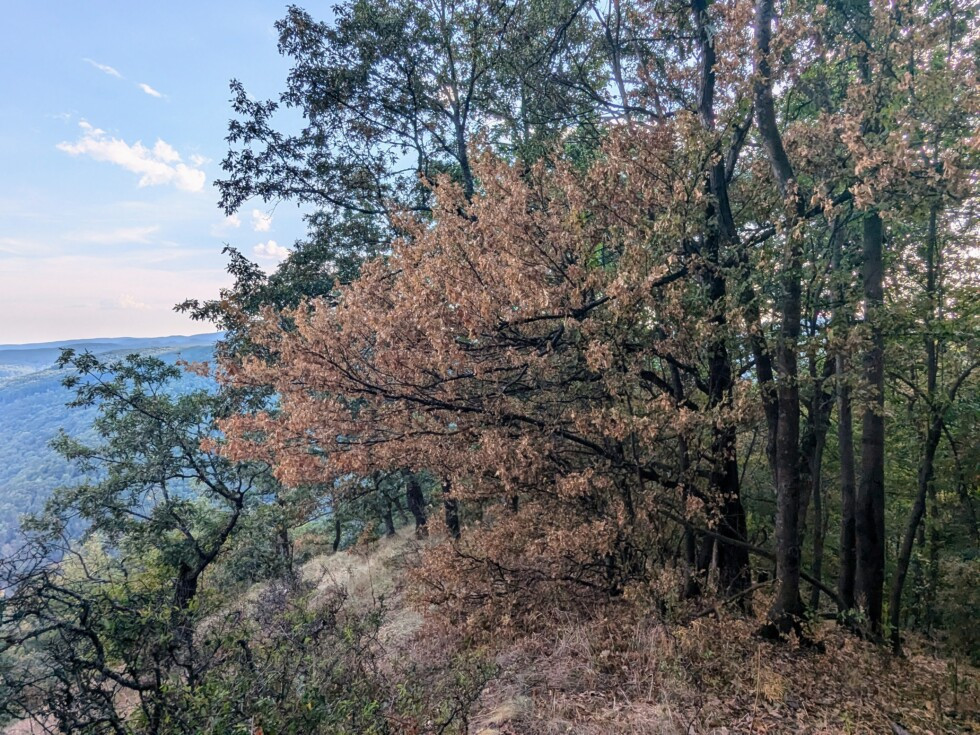 Stromy v strese zhadzovali ešte zelené listy. Lesy po dvoch rokoch ...