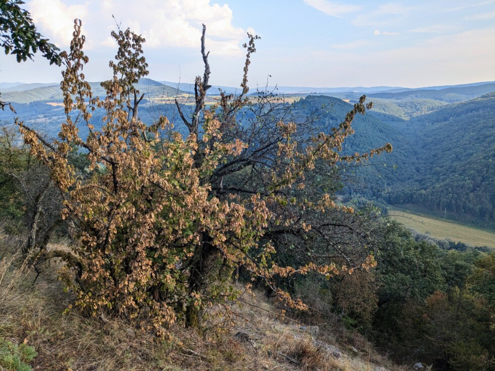 Stromy v strese zhadzovali ešte zelené listy. Lesy po dvoch rokoch ...