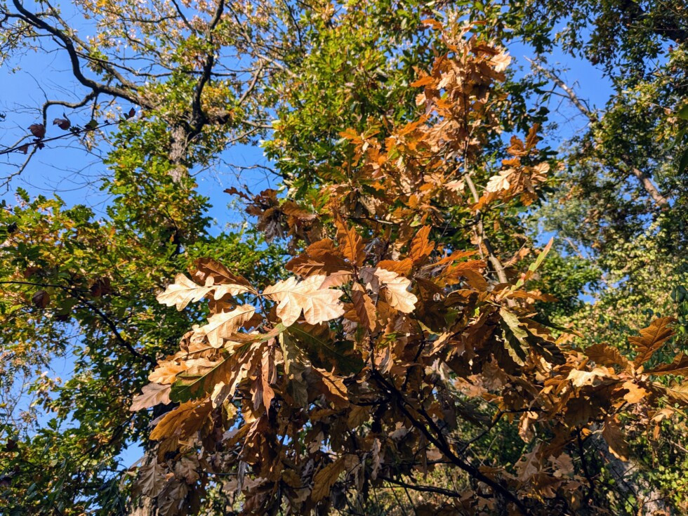 Stromy v strese zhadzovali ešte zelené listy. Lesy po dvoch rokoch ...