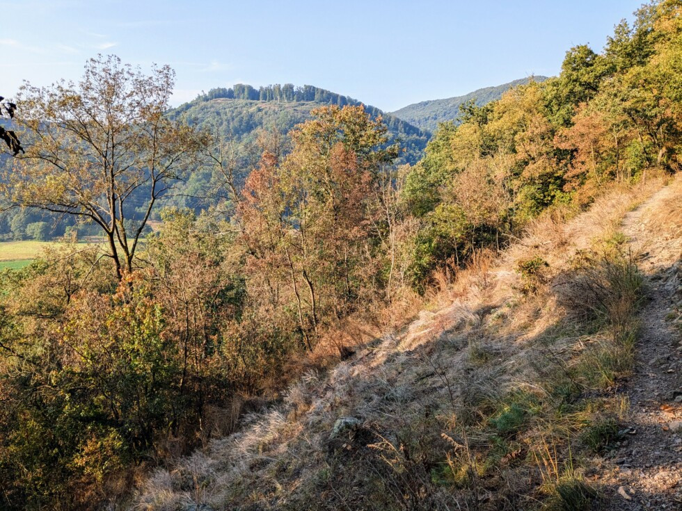Stromy v strese zhadzovali ešte zelené listy. Lesy po dvoch rokoch ...